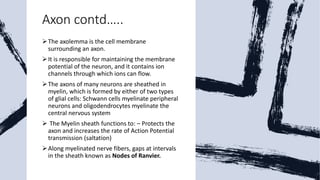 Neuron & Glial cells | PDF