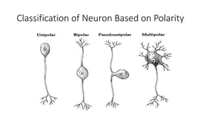 Neuron & Glial cells | PDF