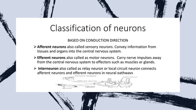 Neuron & Glial cells | PDF
