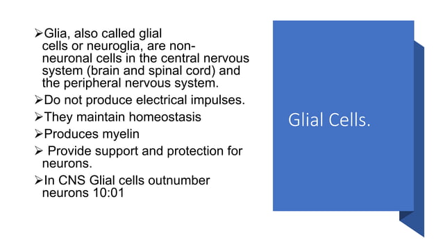 Neuron & Glial cells | PDF