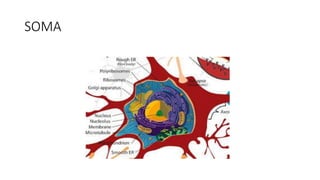 Neuron & Glial cells | PDF