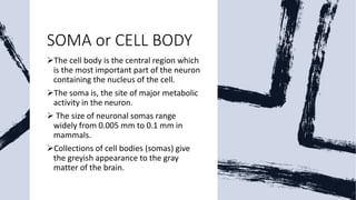 Neuron & Glial cells | PDF