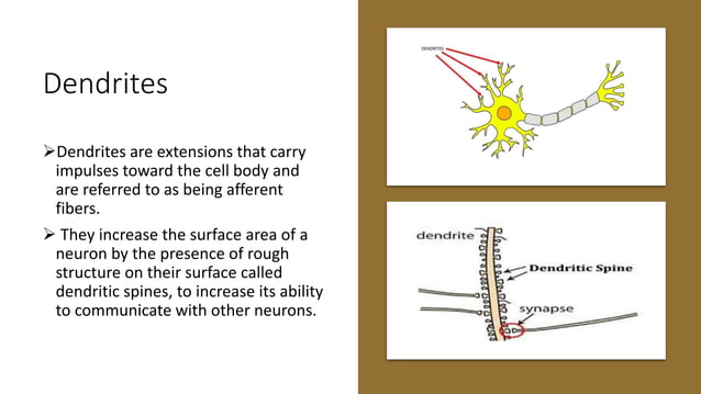 Neuron & Glial cells | PDF
