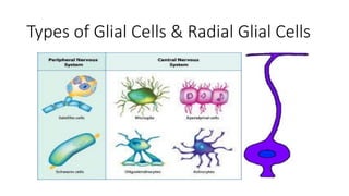 Types Of Neuroglial Cells