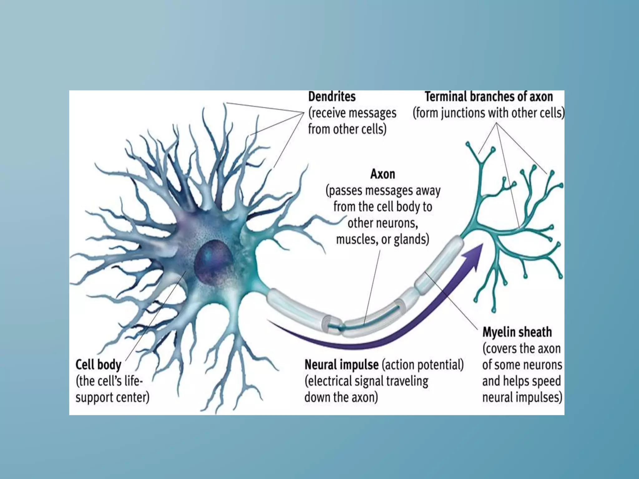 Neuron, impuls saraf & sinaps (2).pptx