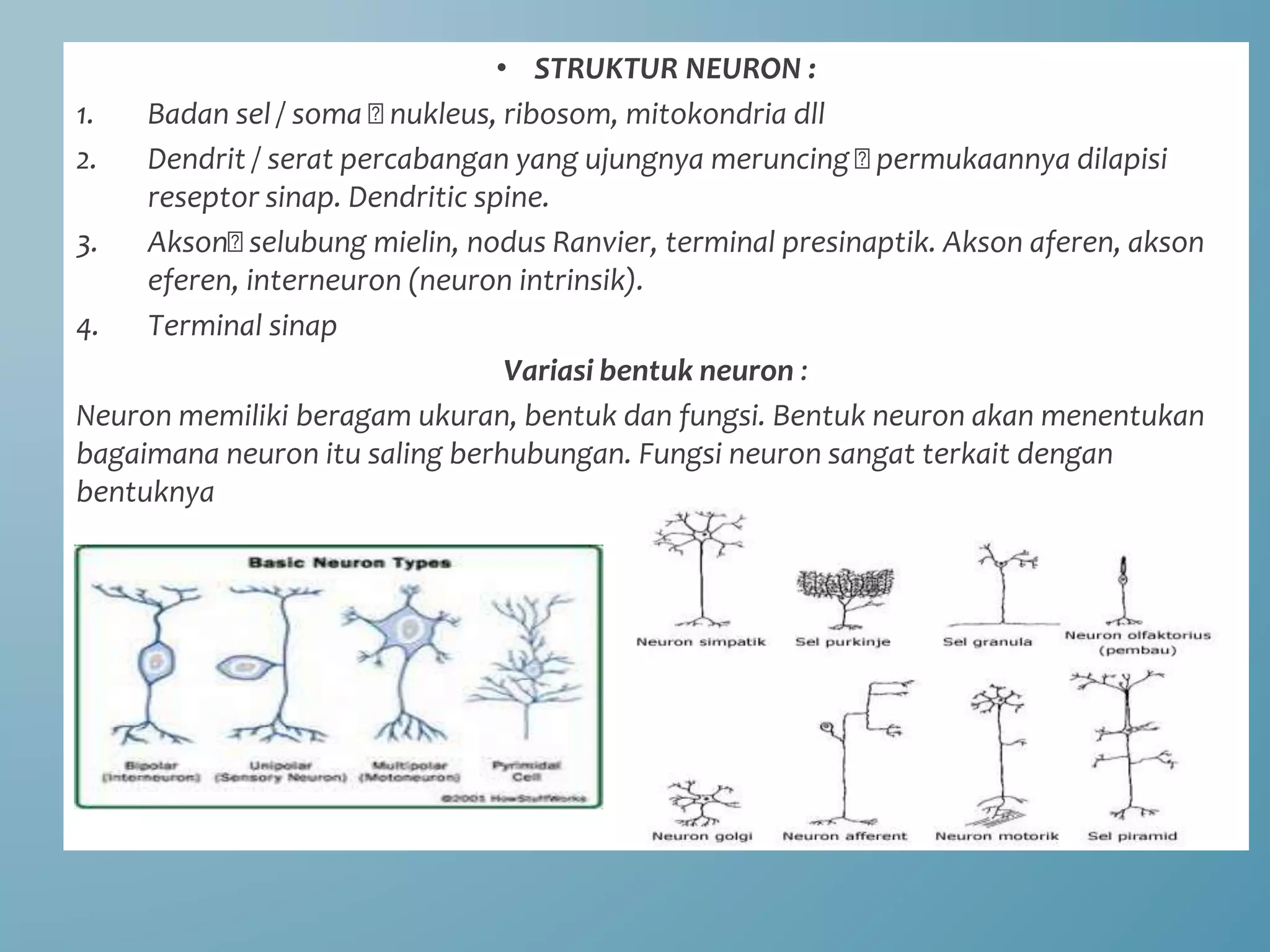 Neuron, impuls saraf & sinaps (2).pptx