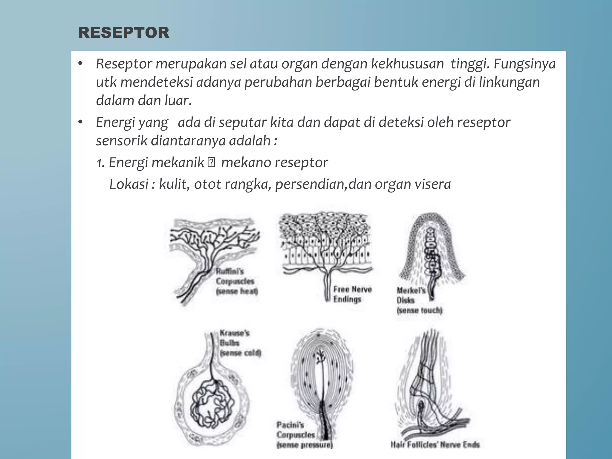 Neuron, impuls saraf & sinaps (2).pptx