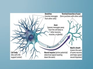 Neuron, impuls saraf & sinaps (2).pptx