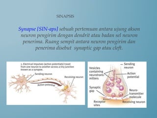 Neuron, impuls saraf & sinaps (2).pptx