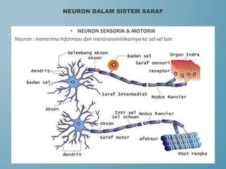 Neuron, impuls saraf & sinaps (2).pptx
