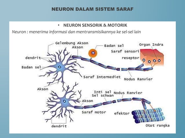 Neuron, impuls saraf & sinaps (2).pptx