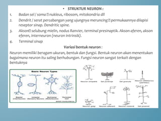 Neuron, impuls saraf & sinaps (2).pptx