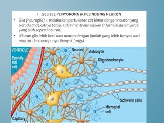 Neuron, impuls saraf & sinaps (2).pptx
