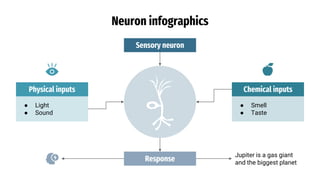 Neuron Infographics.pptx