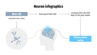 Neuron Infographics.pptx