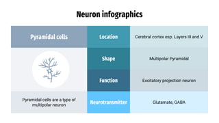 Neuron Infographics.pptx