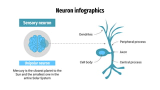 Neuron Infographics for medical students | PPTX