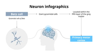 Neuron Infographics Blue by More Medina.pptx