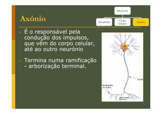 Neuronio | PDF