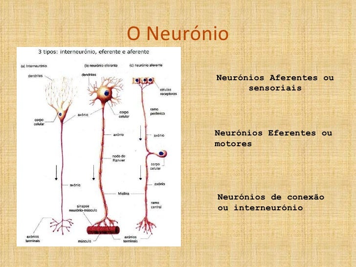 Neuronios grupo 1 12 b