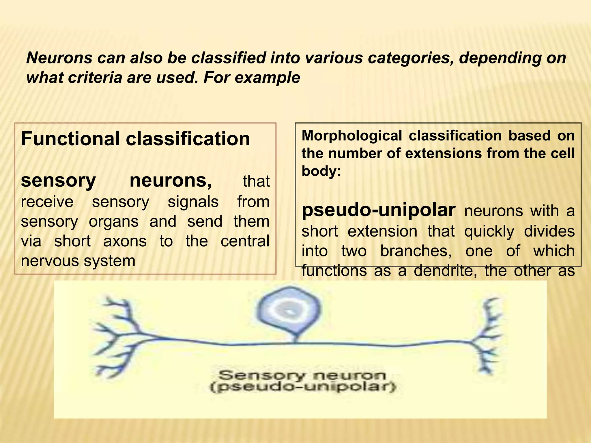 Neuron & its structural & functional type by Murtaza Syed | PPTX