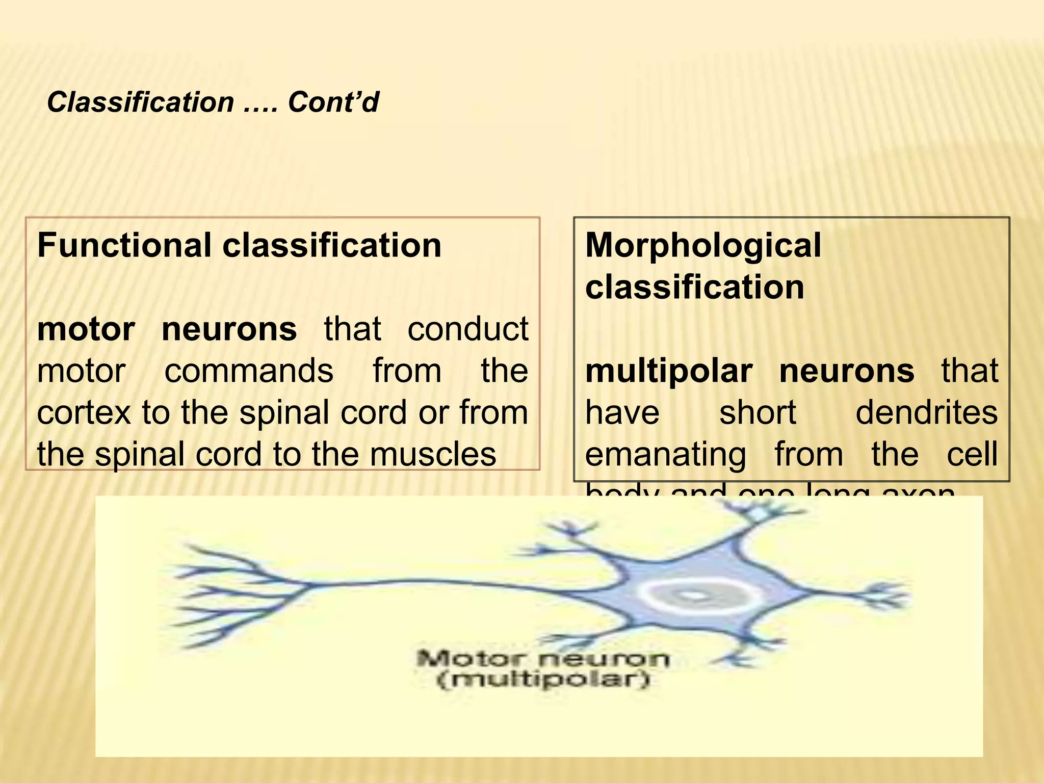 Neuron & its structural & functional type by Murtaza Syed | PPTX