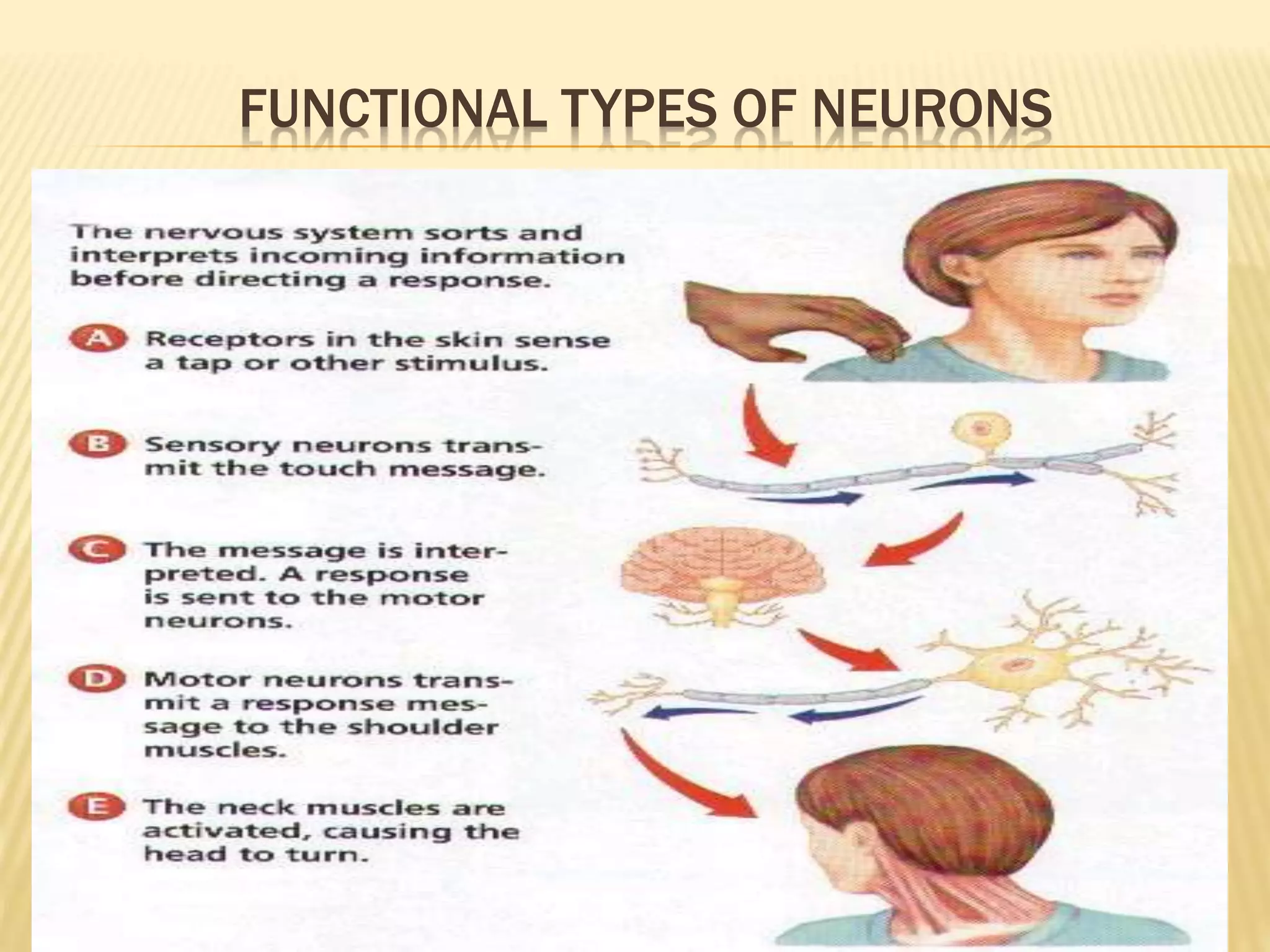 Neuron & its structural & functional type by Murtaza Syed | PPTX