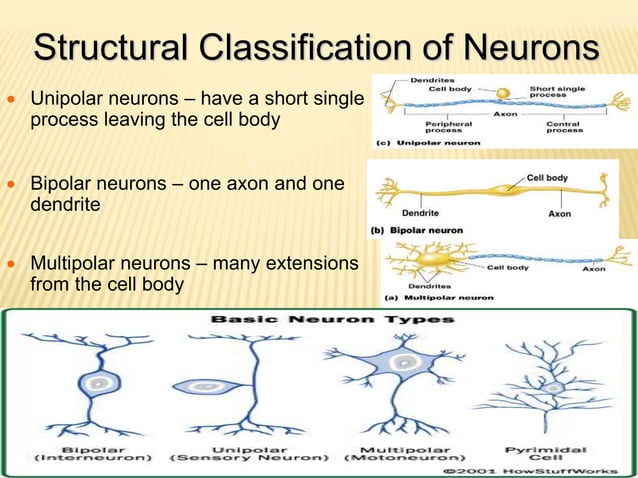 Neuron & its structural & functional type by Murtaza Syed | PPTX