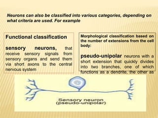 Neuron & its structural & functional type by Murtaza Syed | PPTX