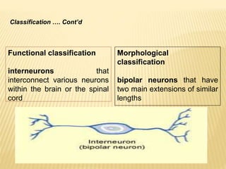 Neuron & its structural & functional type by Murtaza Syed | PPTX