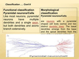 Neuron & its structural & functional type by Murtaza Syed | PPTX