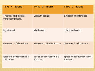 Neuron & its structural & functional type by Murtaza Syed | PPTX