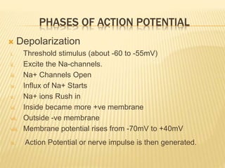 Neuron & its structural & functional type by Murtaza Syed | PPTX