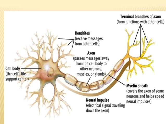 Neuron & its structural & functional type by Murtaza Syed | PPTX