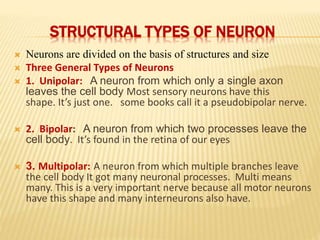 Neuron & its structural & functional type by Murtaza Syed | PPTX
