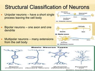 Neuron & its structural & functional type by Murtaza Syed | PPT