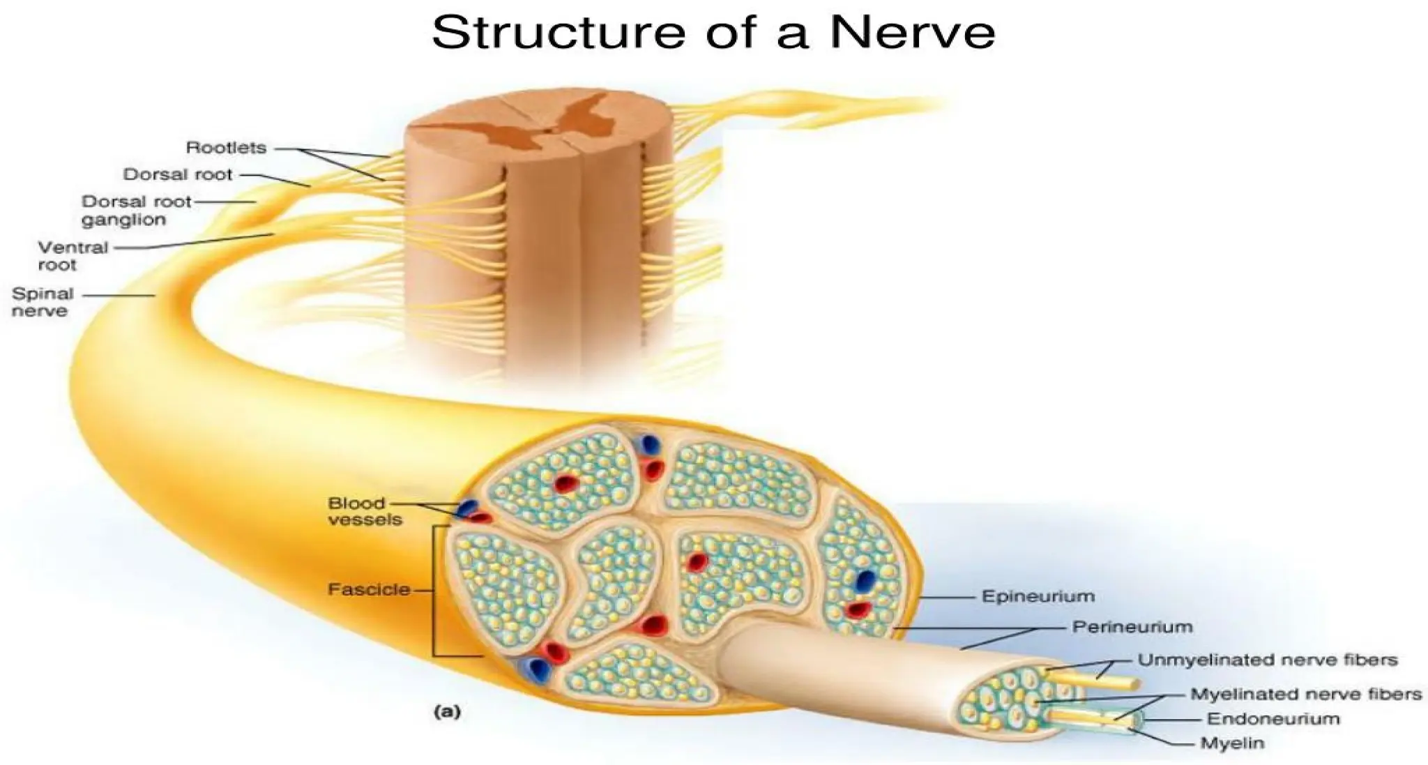 NERVOUS SYSTEM - Neuron & Neuroglial cells - STRUCTURE OF NEURON AND ...