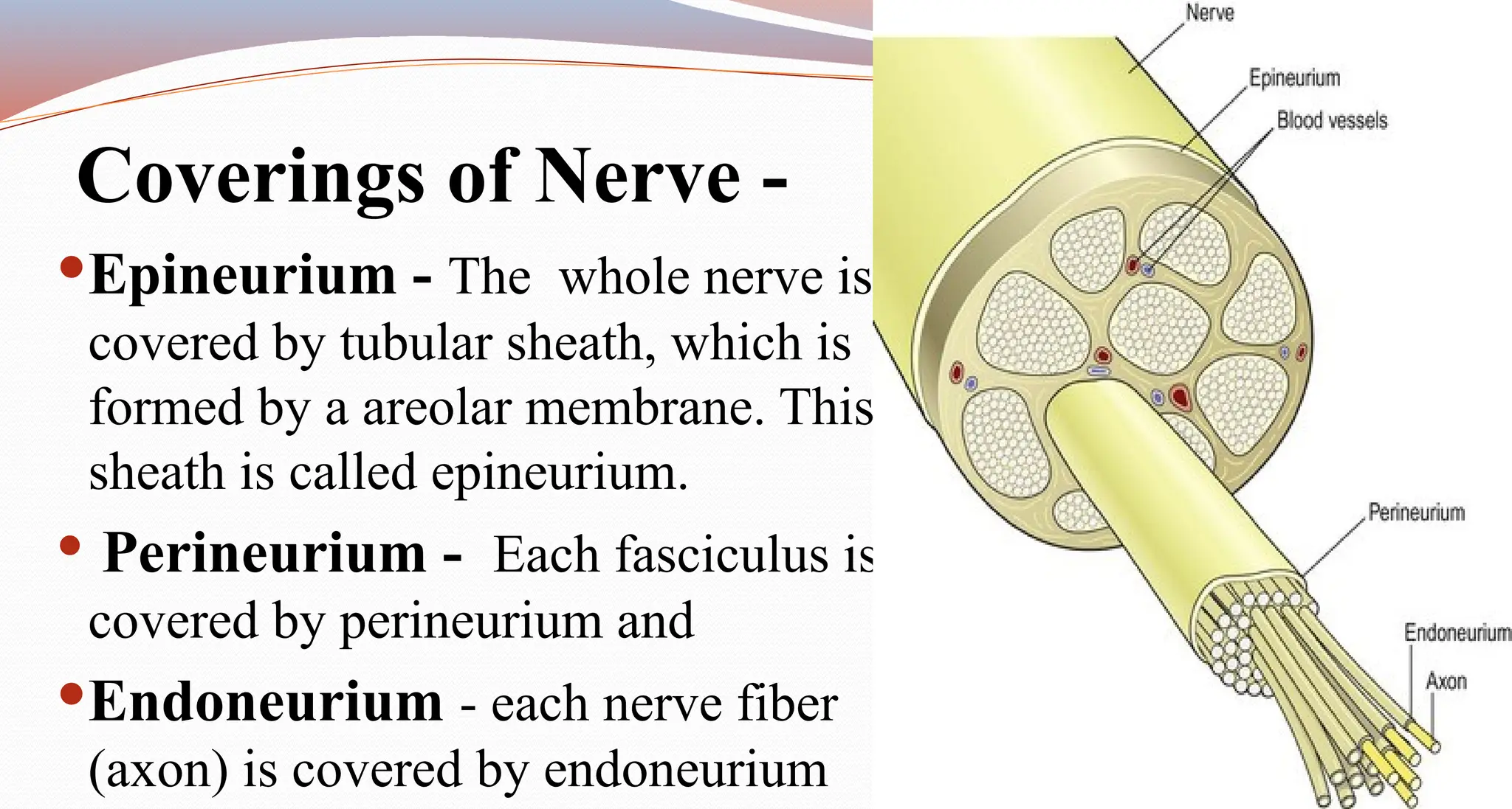 NERVOUS SYSTEM - Neuron & Neuroglial cells - STRUCTURE OF NEURON AND ...