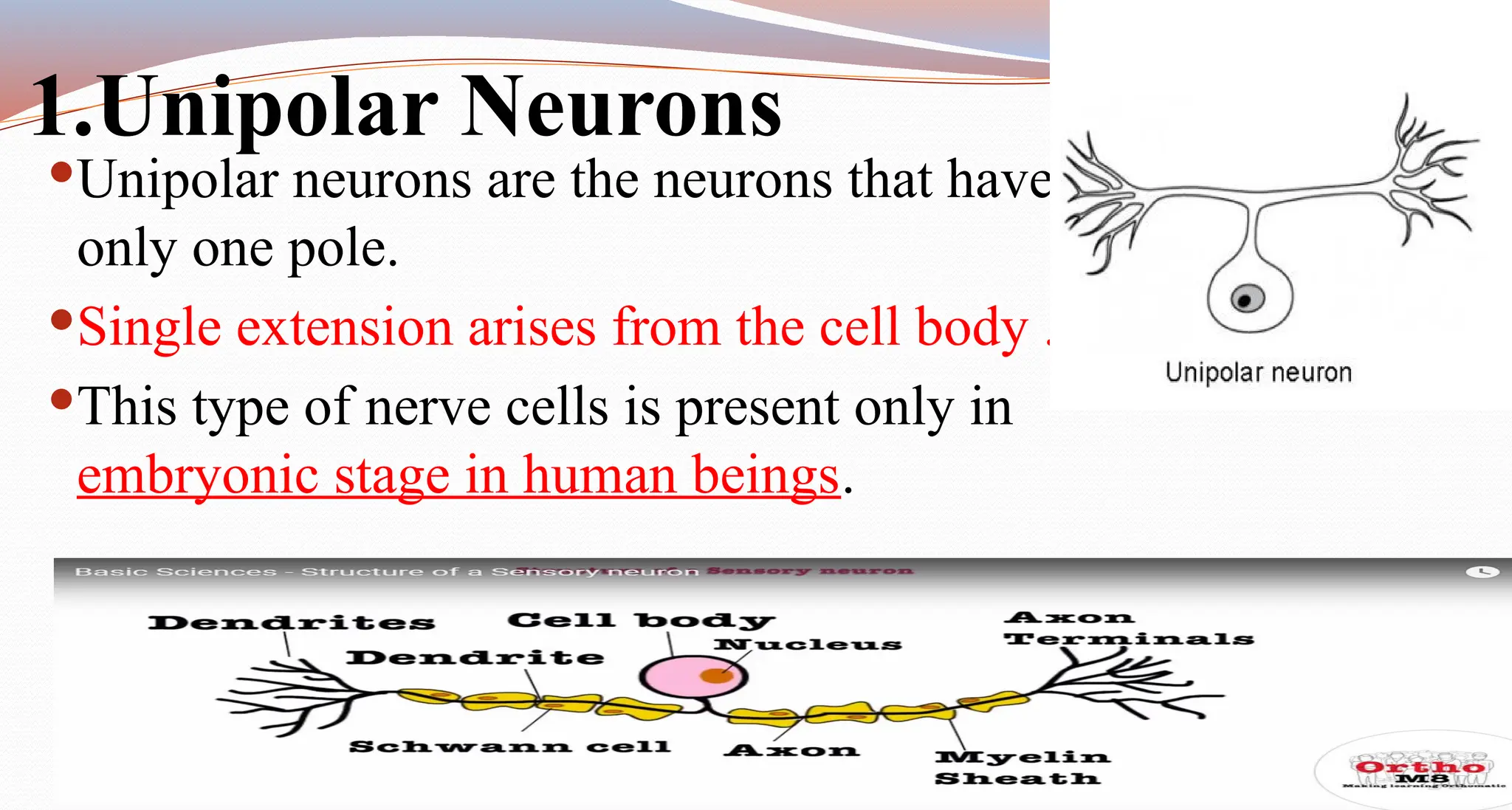 NERVOUS SYSTEM - Neuron & Neuroglial cells - STRUCTURE OF NEURON AND ...