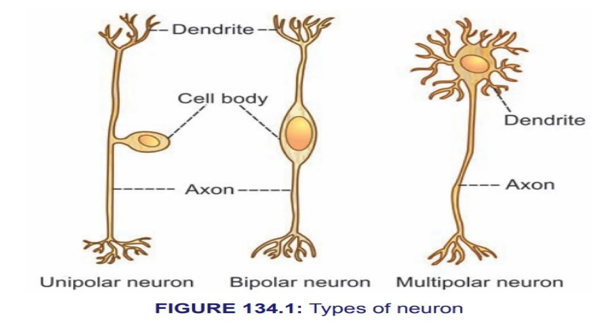 NERVOUS SYSTEM - Neuron & Neuroglial cells - STRUCTURE OF NEURON AND ...