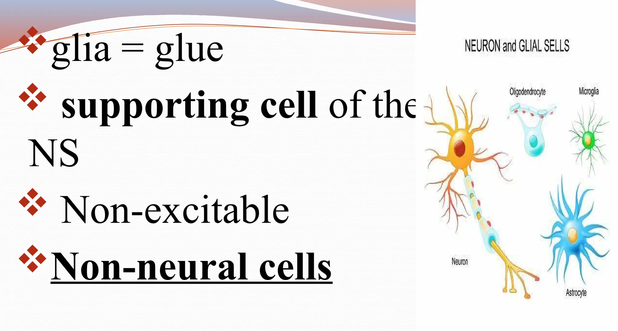 NERVOUS SYSTEM - Neuron & Neuroglial cells - STRUCTURE OF NEURON AND ...