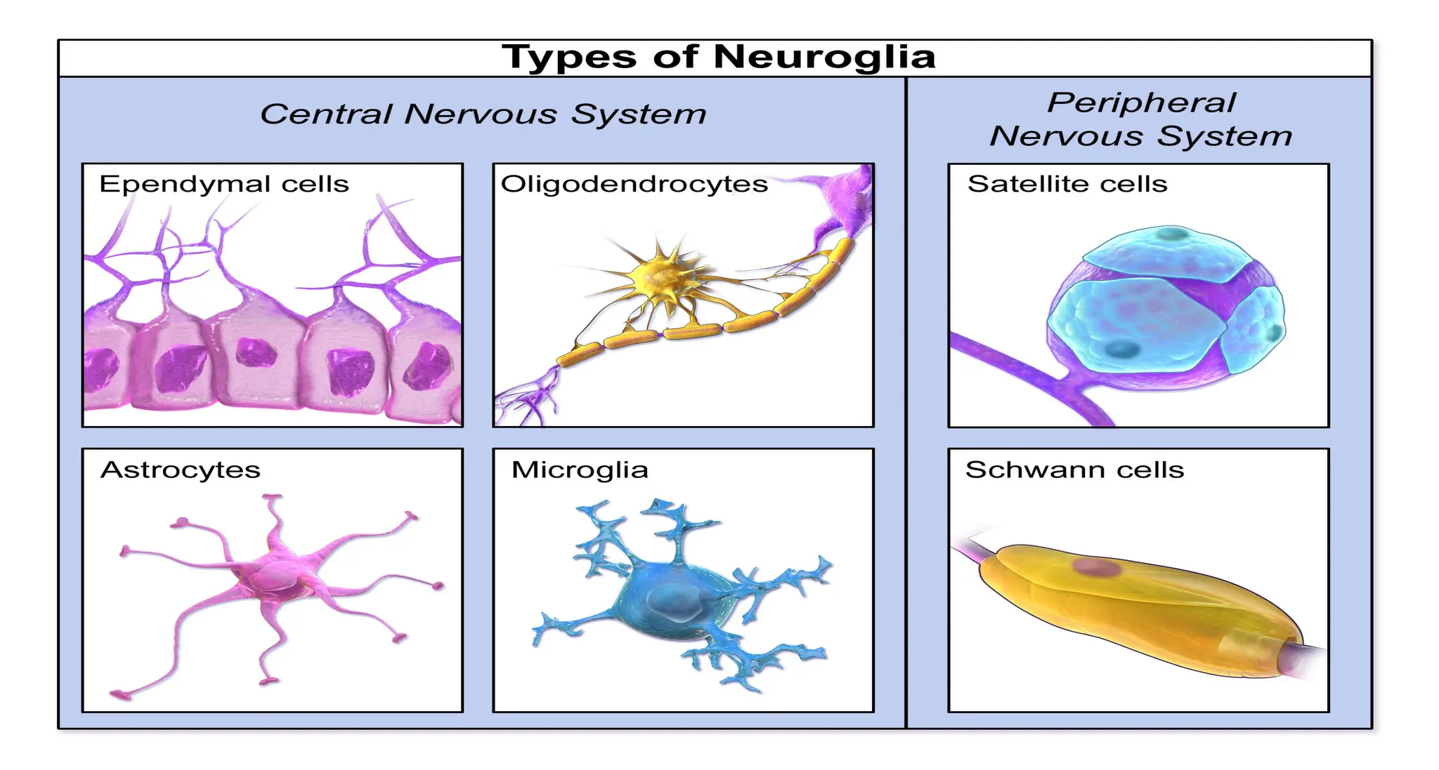 NERVOUS SYSTEM - Neuron & Neuroglial cells - STRUCTURE OF NEURON AND ...