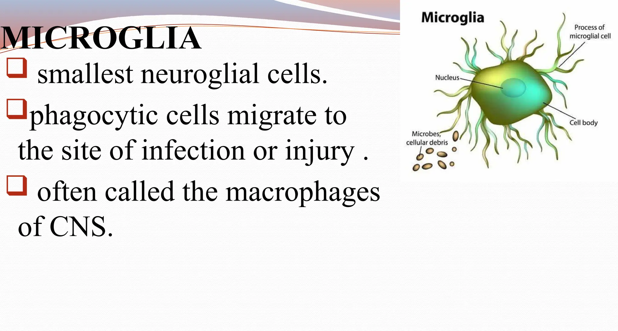 NERVOUS SYSTEM - Neuron & Neuroglial cells - STRUCTURE OF NEURON AND ...