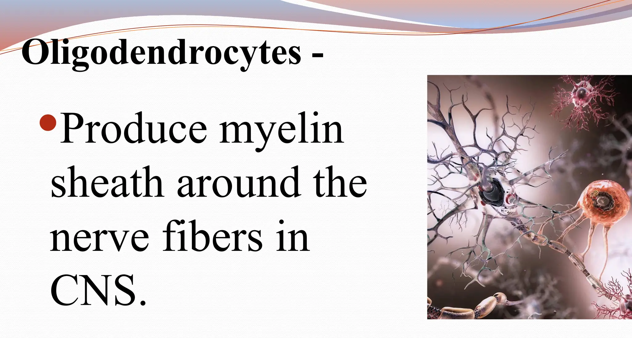 NERVOUS SYSTEM - Neuron & Neuroglial cells - STRUCTURE OF NEURON AND ...