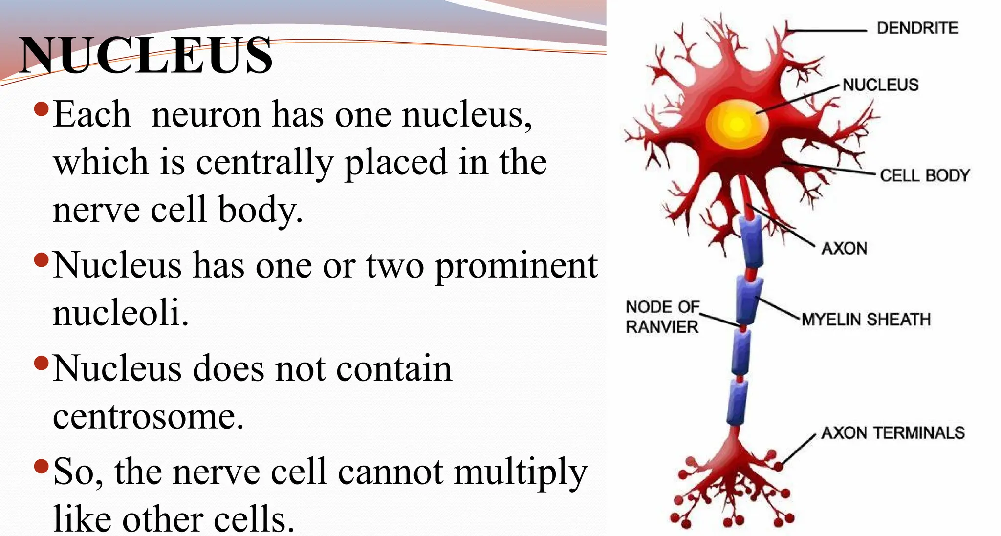 NERVOUS SYSTEM - Neuron & Neuroglial cells - STRUCTURE OF NEURON AND ...