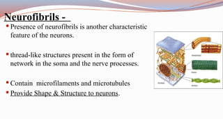 NERVOUS SYSTEM - Neuron & Neuroglial cells - STRUCTURE OF NEURON AND ...