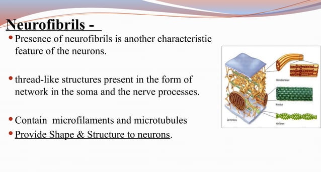NERVOUS SYSTEM - Neuron & Neuroglial cells - STRUCTURE OF NEURON AND ...