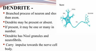 NERVOUS SYSTEM - Neuron & Neuroglial cells - STRUCTURE OF NEURON AND ...