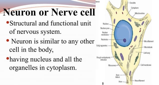 NERVOUS SYSTEM - Neuron & Neuroglial cells - STRUCTURE OF NEURON AND ...