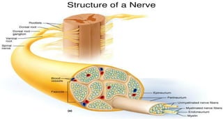 NERVOUS SYSTEM - Neuron & Neuroglial cells - STRUCTURE OF NEURON AND ...